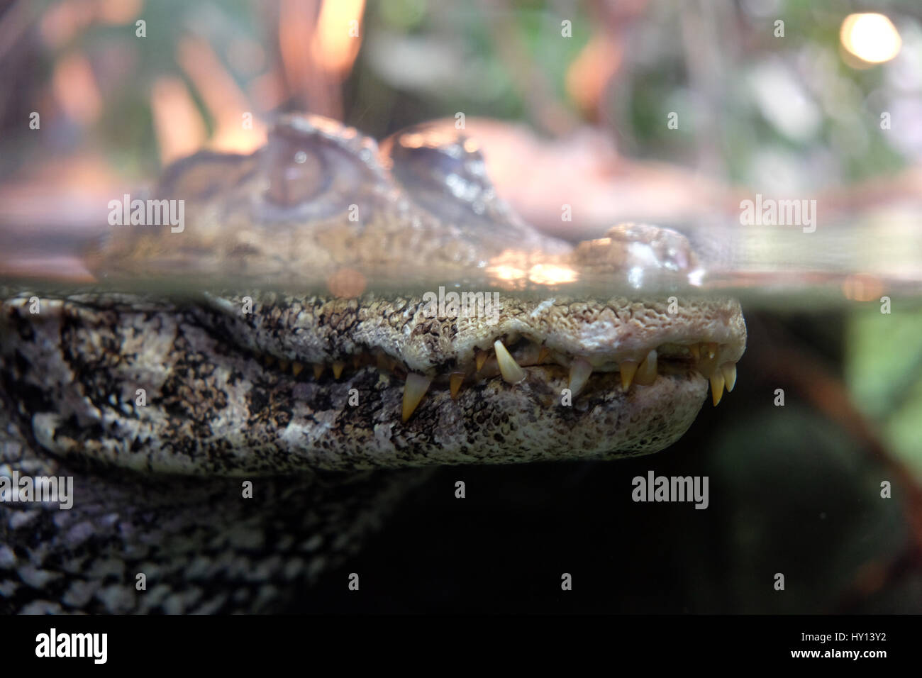 Strength crocodile hi-res stock photography and images - Alamy