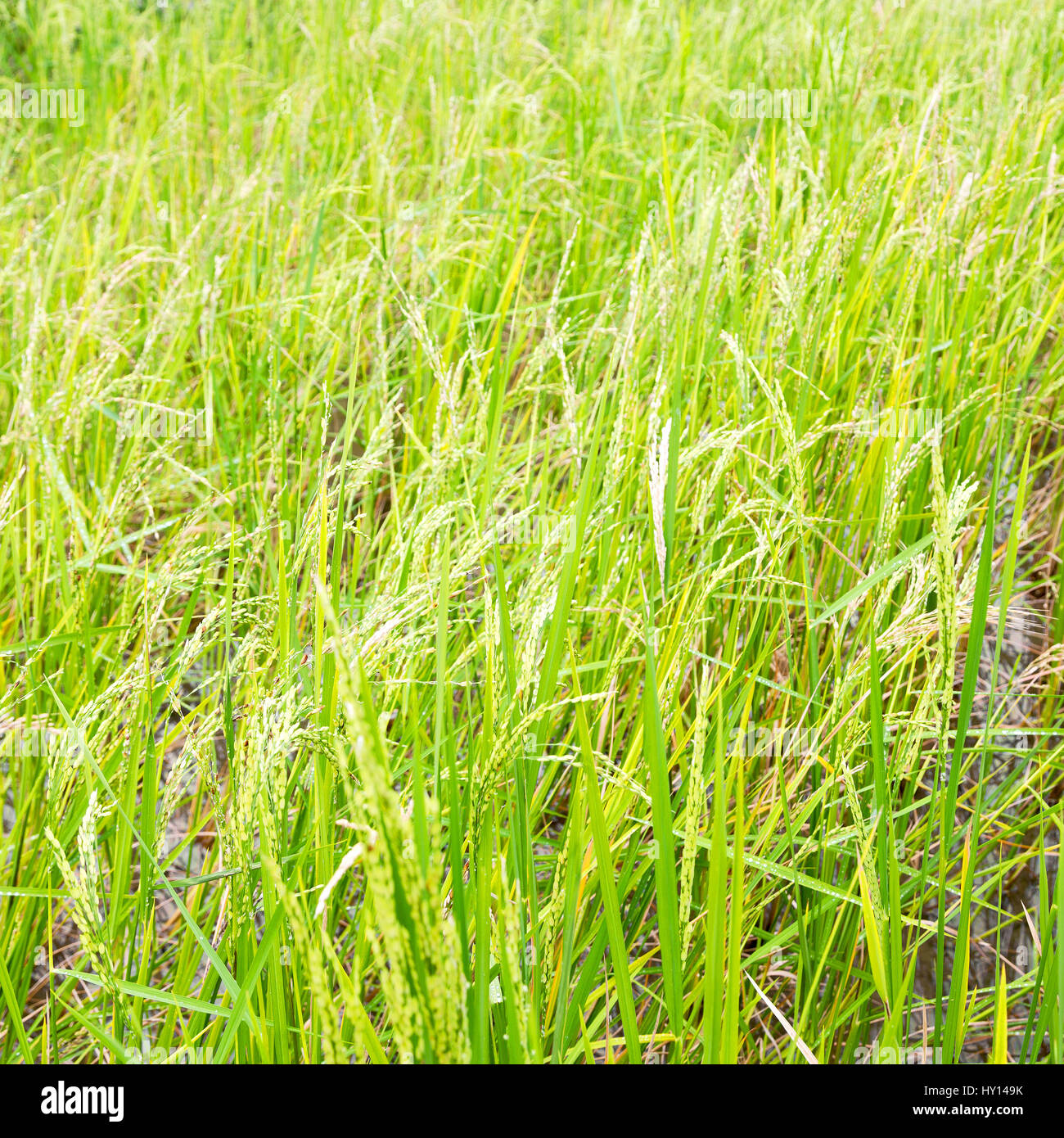 blur in philippines close up of a rice cereal cultivation field Stock ...