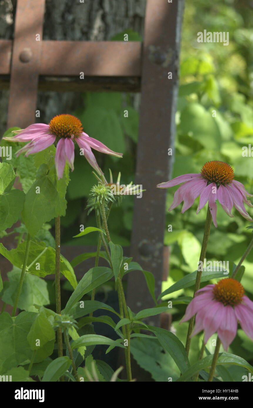 Healing echinacea flower hi-res stock photography and images - Alamy