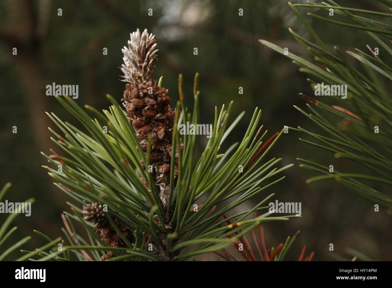 Beautiful green pine cone Stock Photo - Alamy