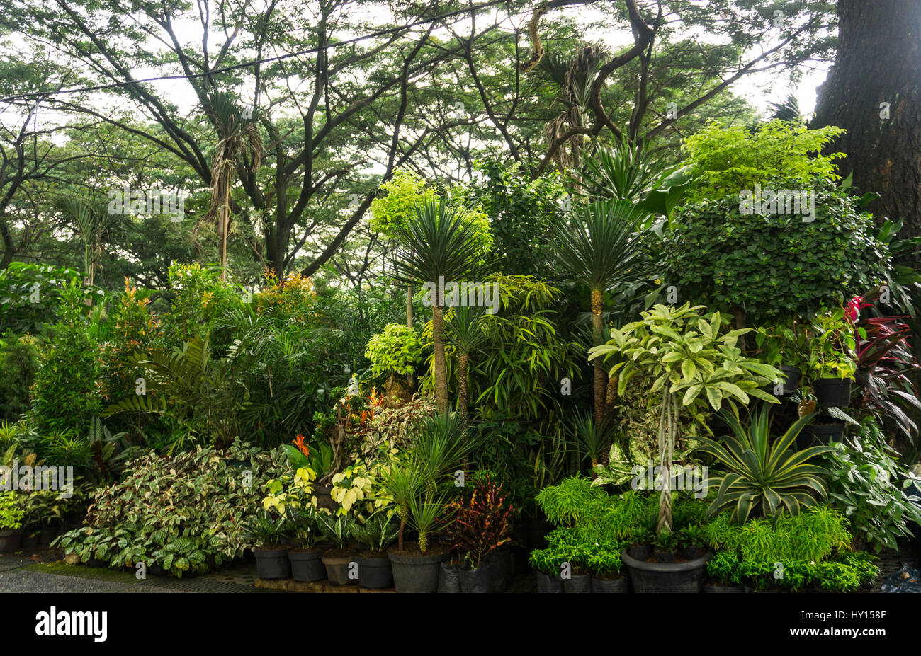 Various kind of plant and flower arranged like a little jungle and sell ...