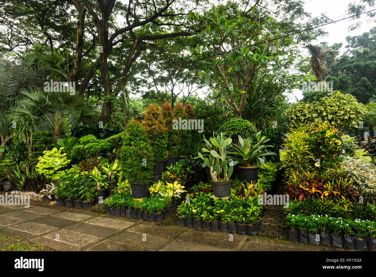 Various kind of plant and flower arranged like a little jungle and sell ...