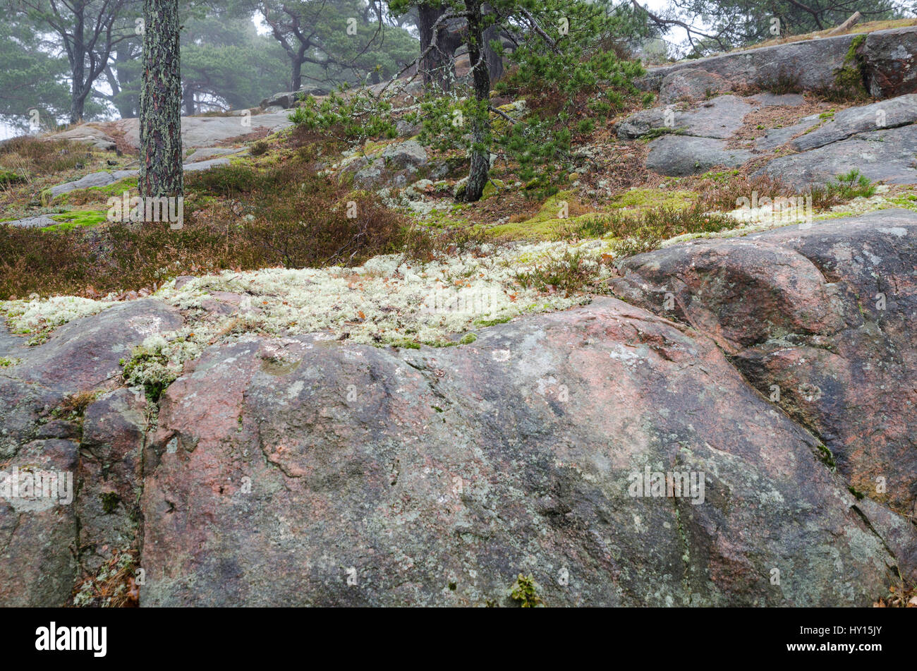 one little forrest with tree and stone and a lot of moss Stock Photo ...