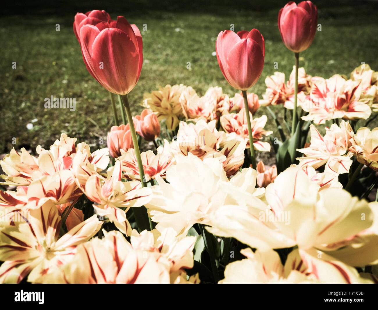 Tulips and other flowers of spring in its natural habitat Stock Photo ...