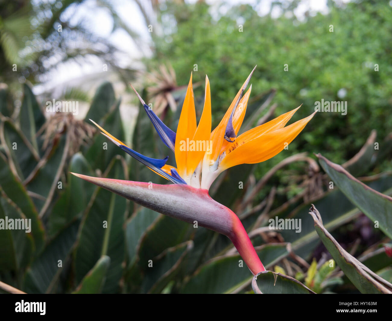 Closeup of the blossom of a bird-of-paradise-flower, Strelitziaceae ...