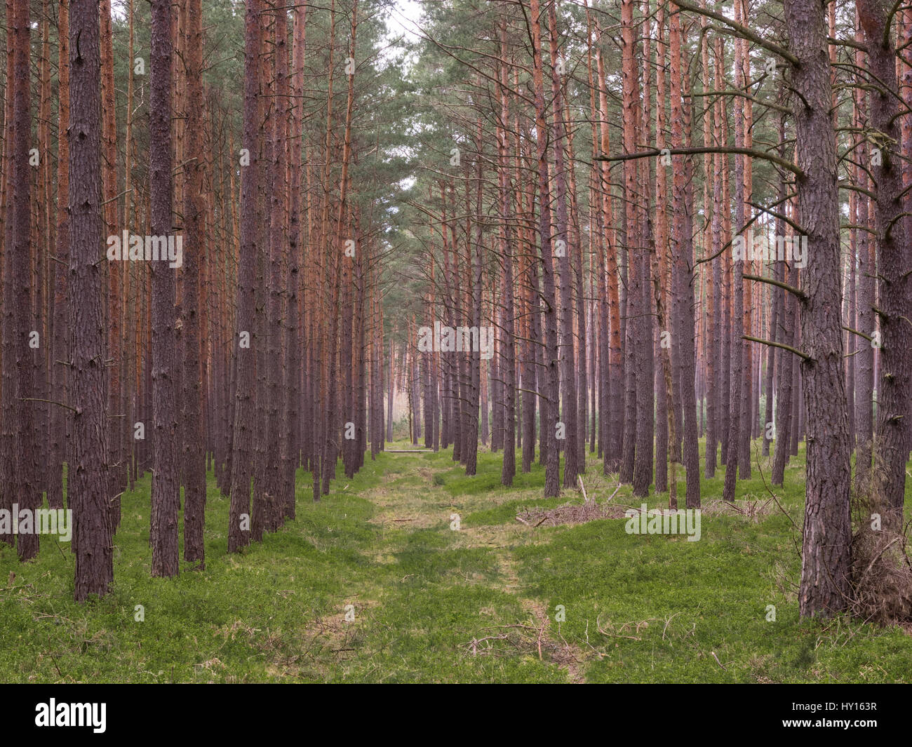 Hiking path in a forest in Germany Stock Photo - Alamy