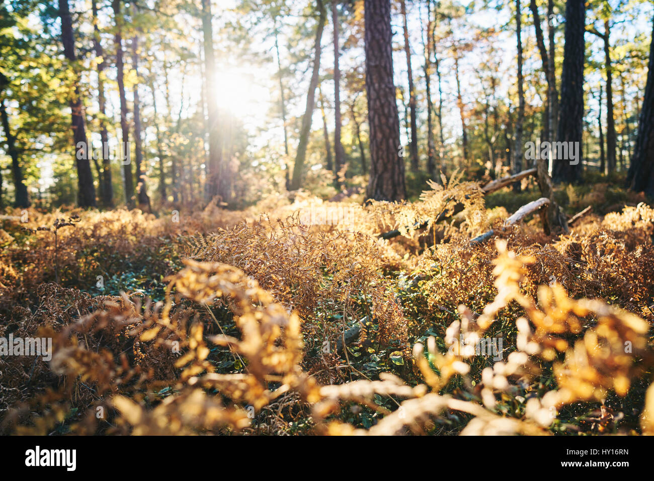Outside in sun High Resolution Stock Photography and Images - Alamy
