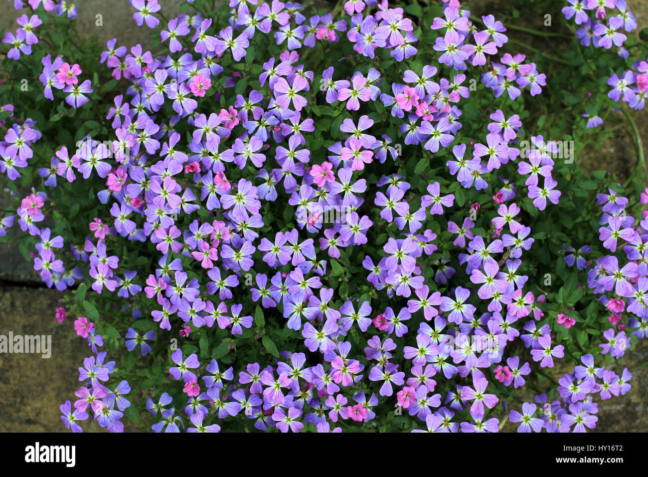 Carpet of forget me not Stock Photo - Alamy