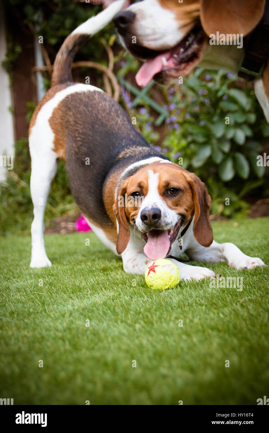 Beagle having fun, playing with a tennis ball outside in the park Stock ...