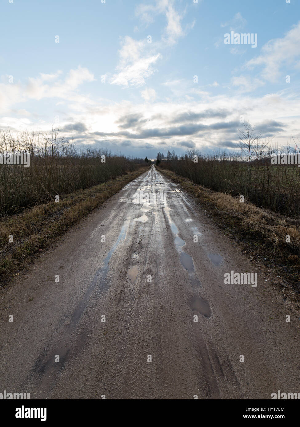 empty road in the countryside with trees in surrounding. perspective in ...