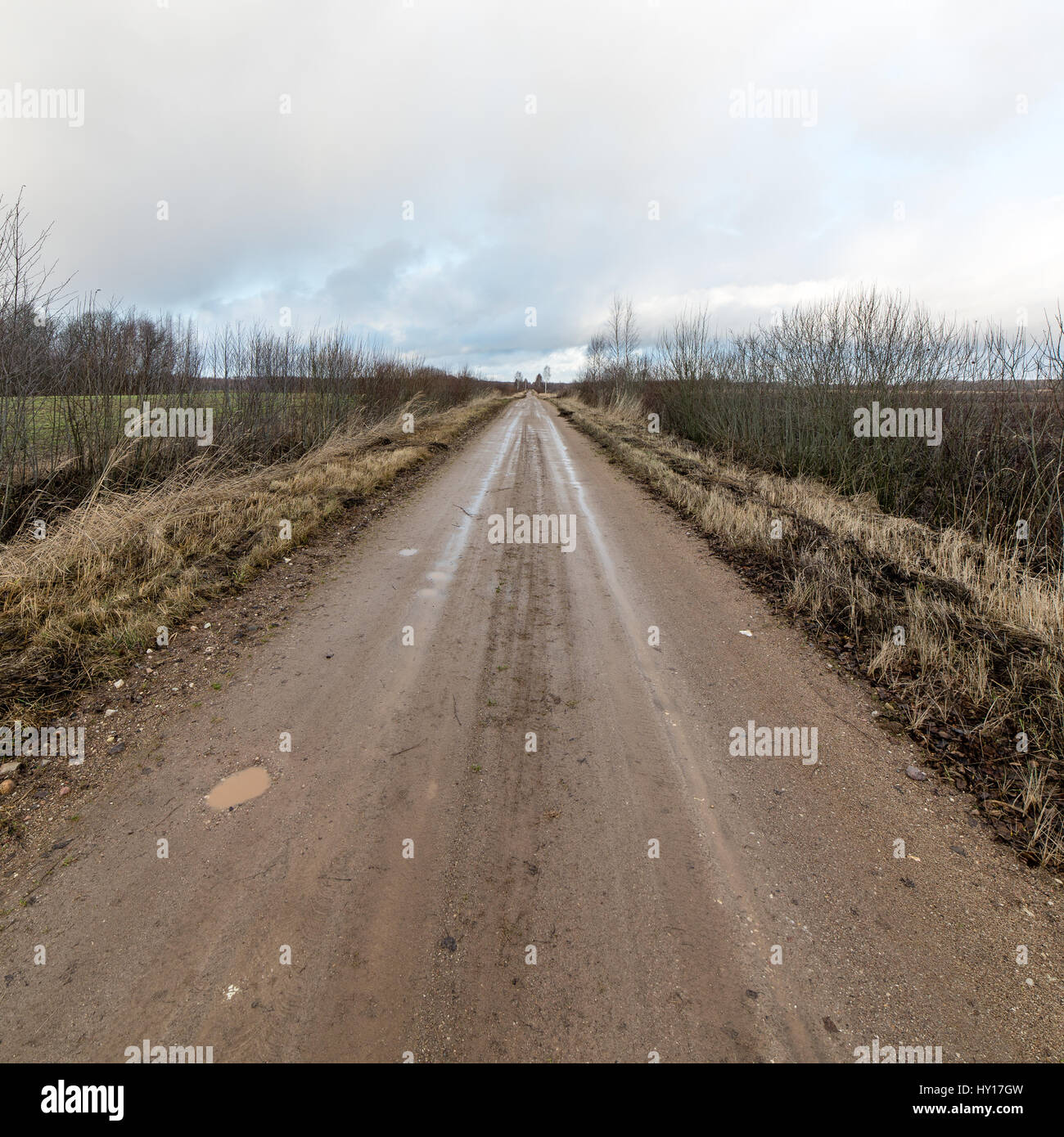 empty road in the countryside with trees in surrounding. perspective in ...