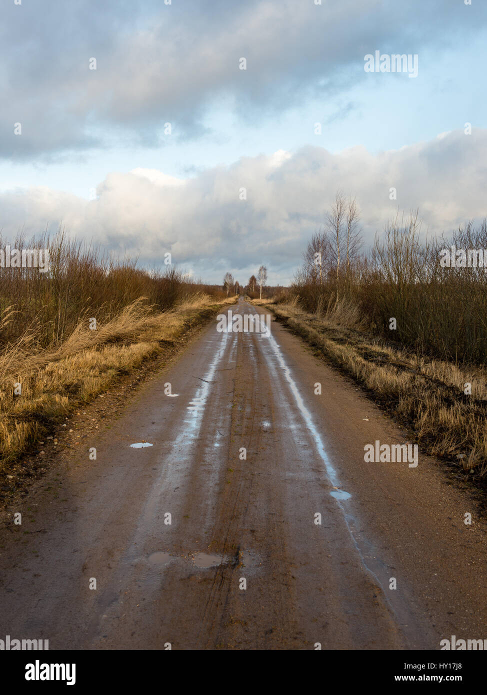 empty road in the countryside with trees in surrounding. perspective in ...