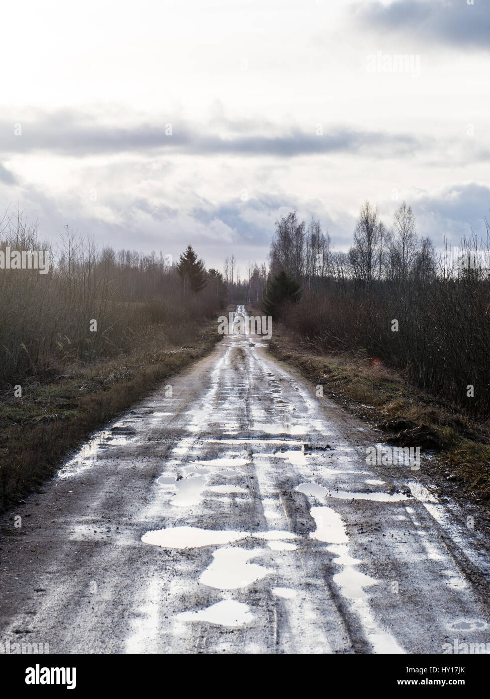 empty road in the countryside with trees in surrounding. perspective in ...