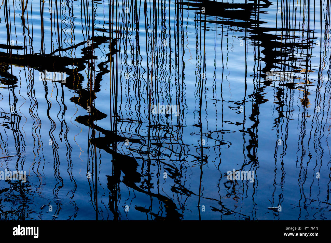 Tree Branch and Reeds Reflected in Water Low Key Stock Photo - Alamy