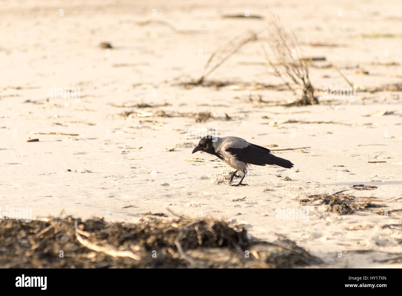crow walking down the beach sand. close-up Stock Photo - Alamy