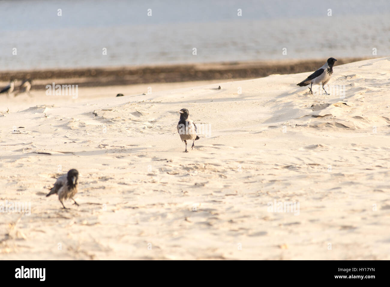 crow walking down the beach sand. close-up Stock Photo - Alamy