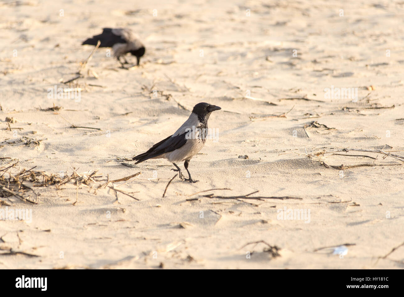 crow walking down the beach sand. close-up Stock Photo - Alamy