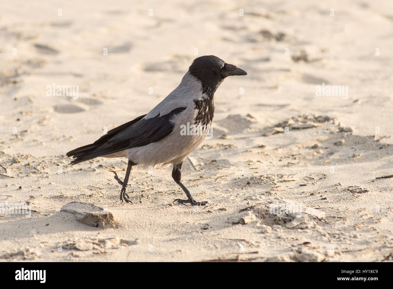 crow walking down the beach sand. close-up Stock Photo - Alamy
