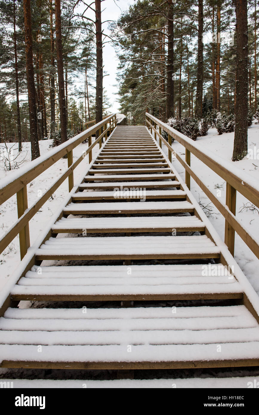 old bridge in forest seen in perspective. central composition Stock ...