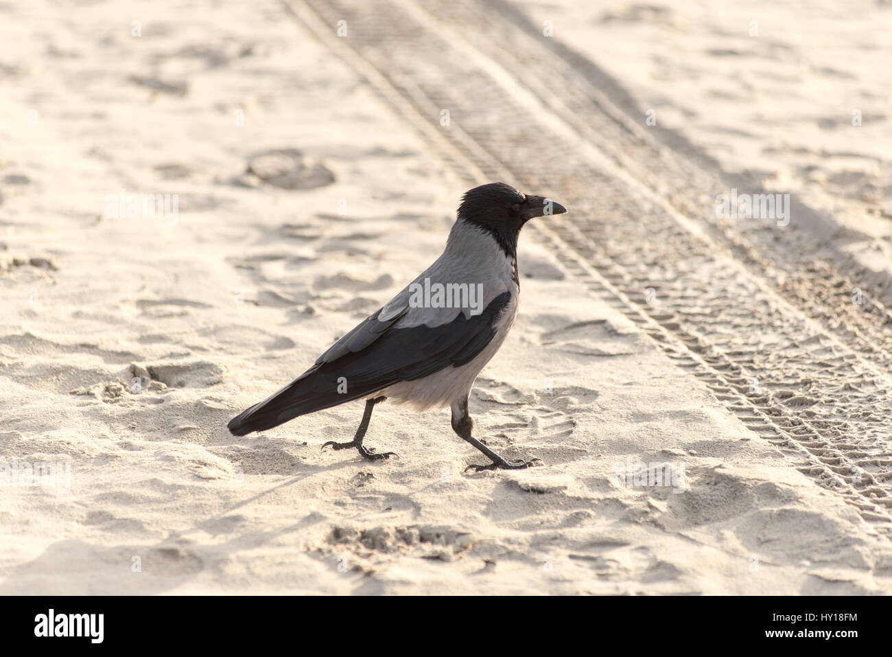 crow walking down the beach sand. close-up Stock Photo - Alamy
