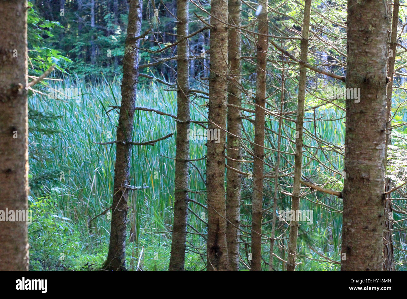 Trees and Marsh Stock Photo - Alamy