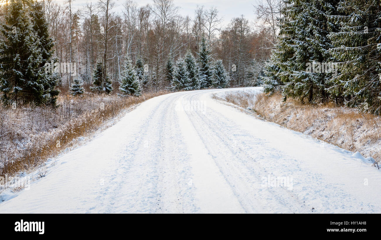 empty road in the countryside with trees in surrounding. perspective in ...