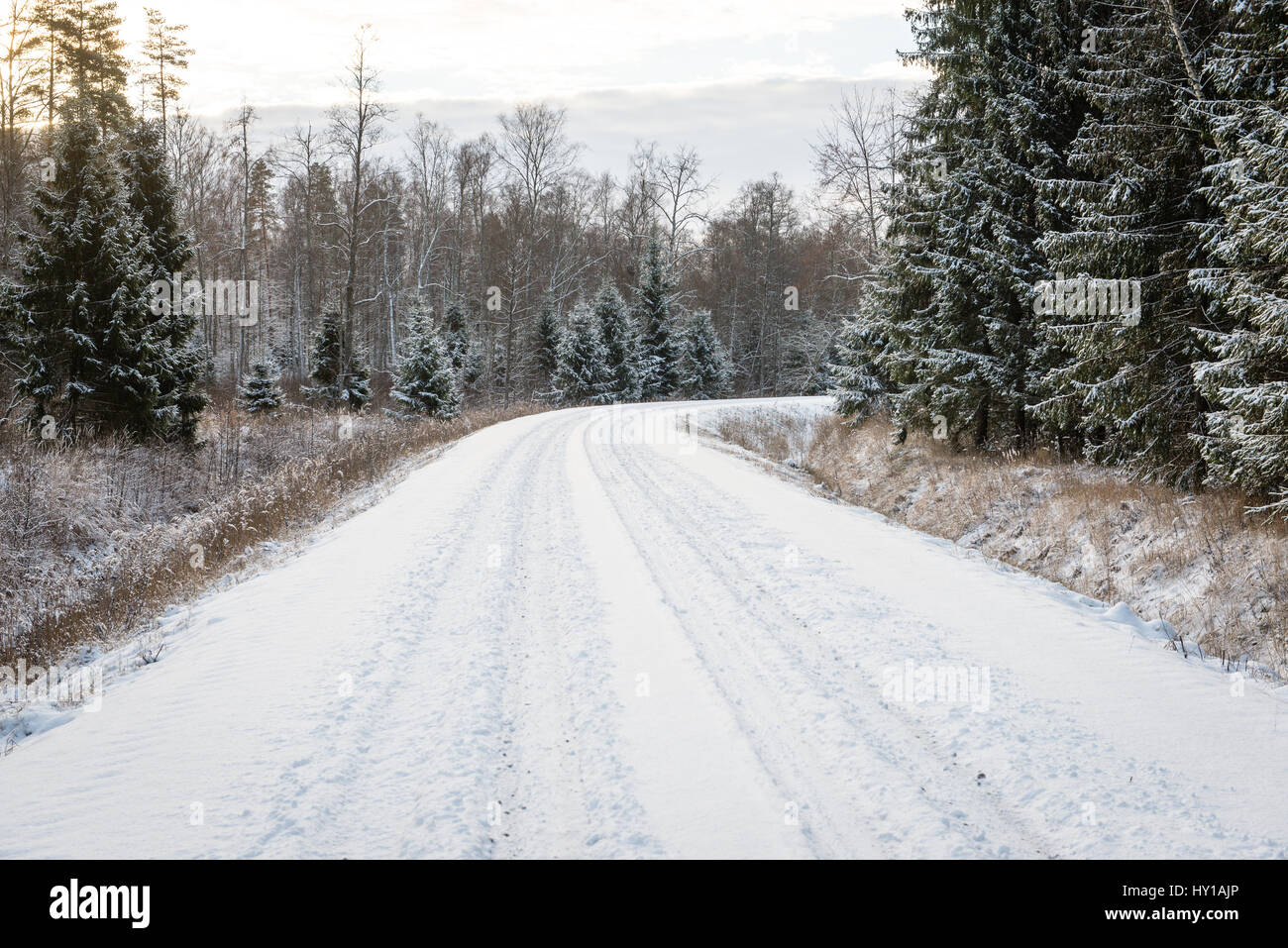 empty road in the countryside with trees in surrounding. perspective in ...