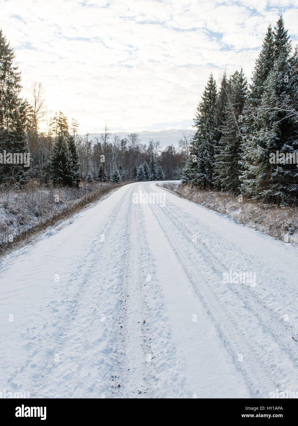 empty road in the countryside with trees in surrounding. perspective in ...