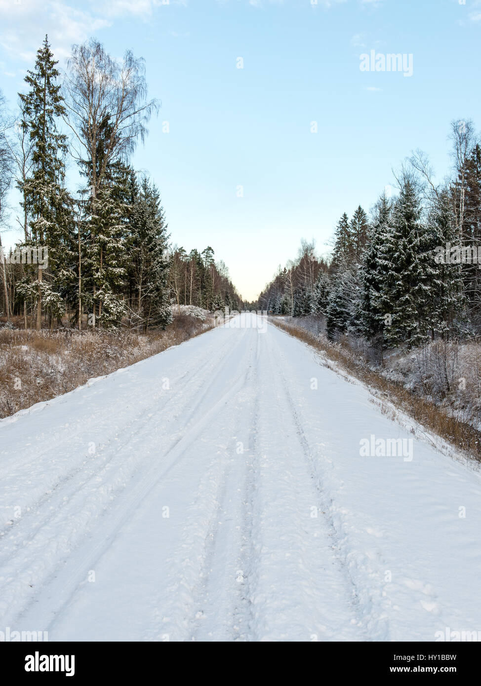 empty road in the countryside with trees in surrounding. perspective in ...