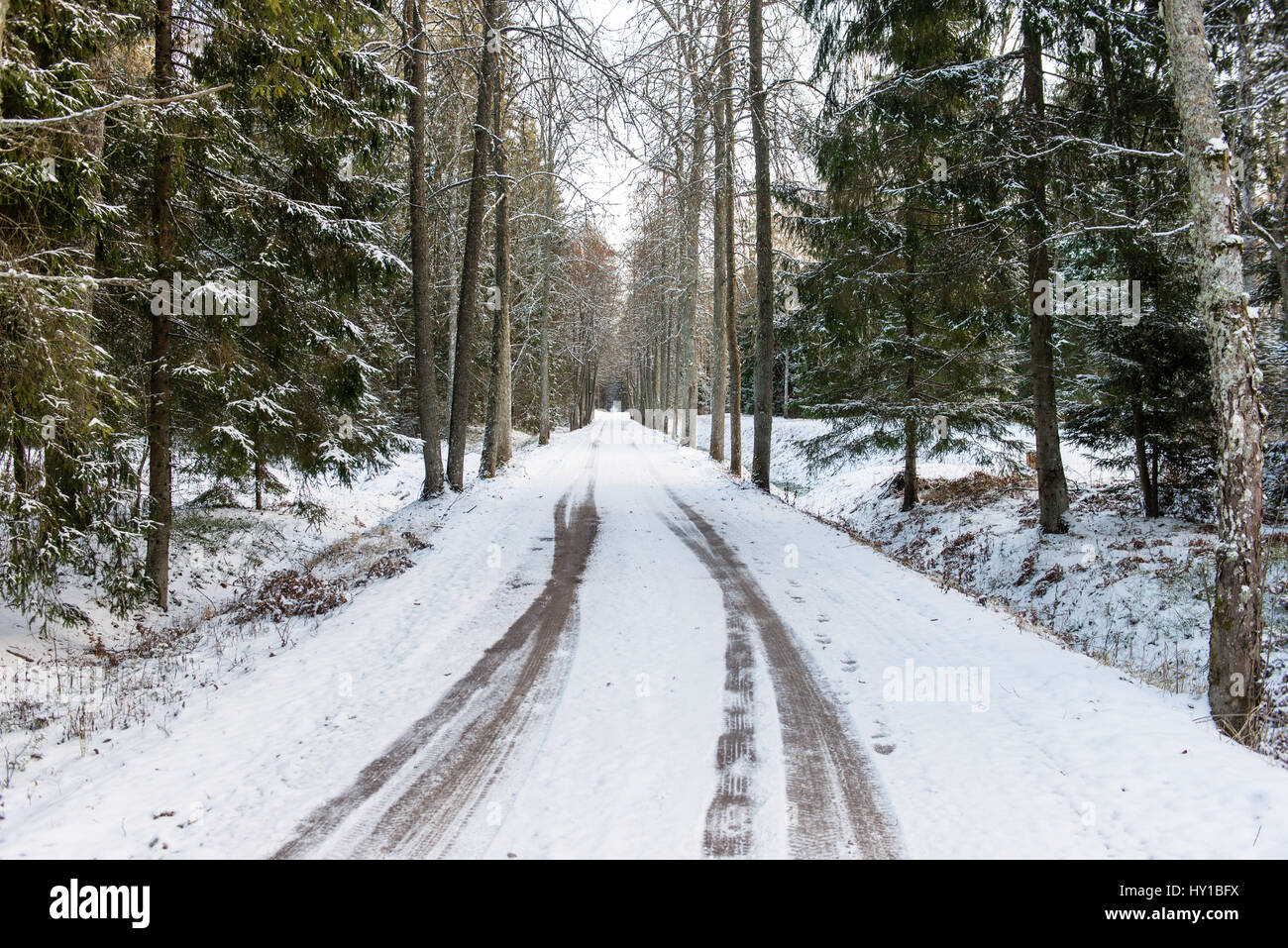 empty road in the countryside with trees in surrounding. perspective in ...