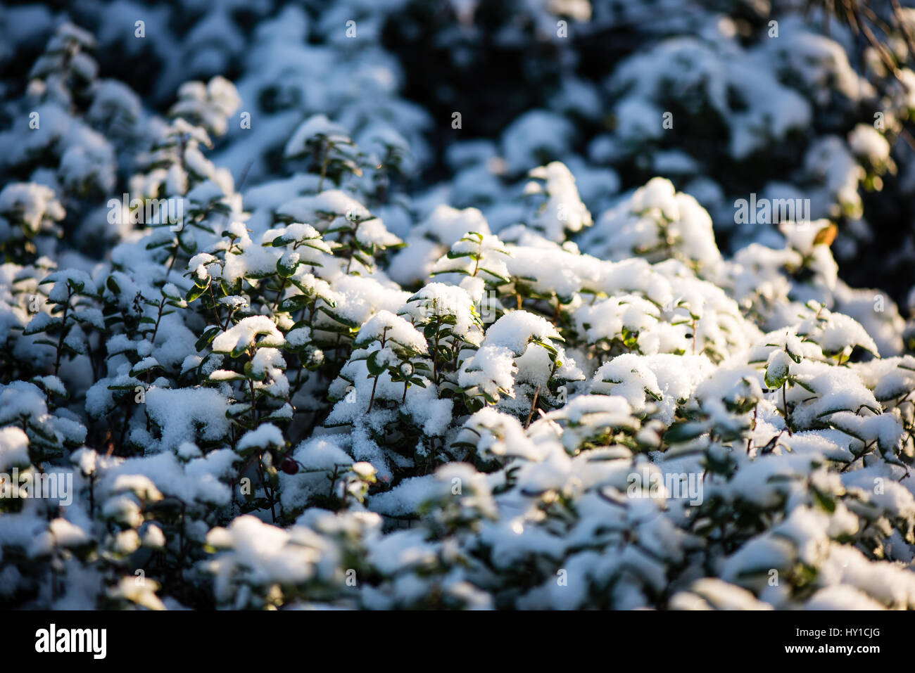 cold morning in the field in winter at countryside with snow and blue ...