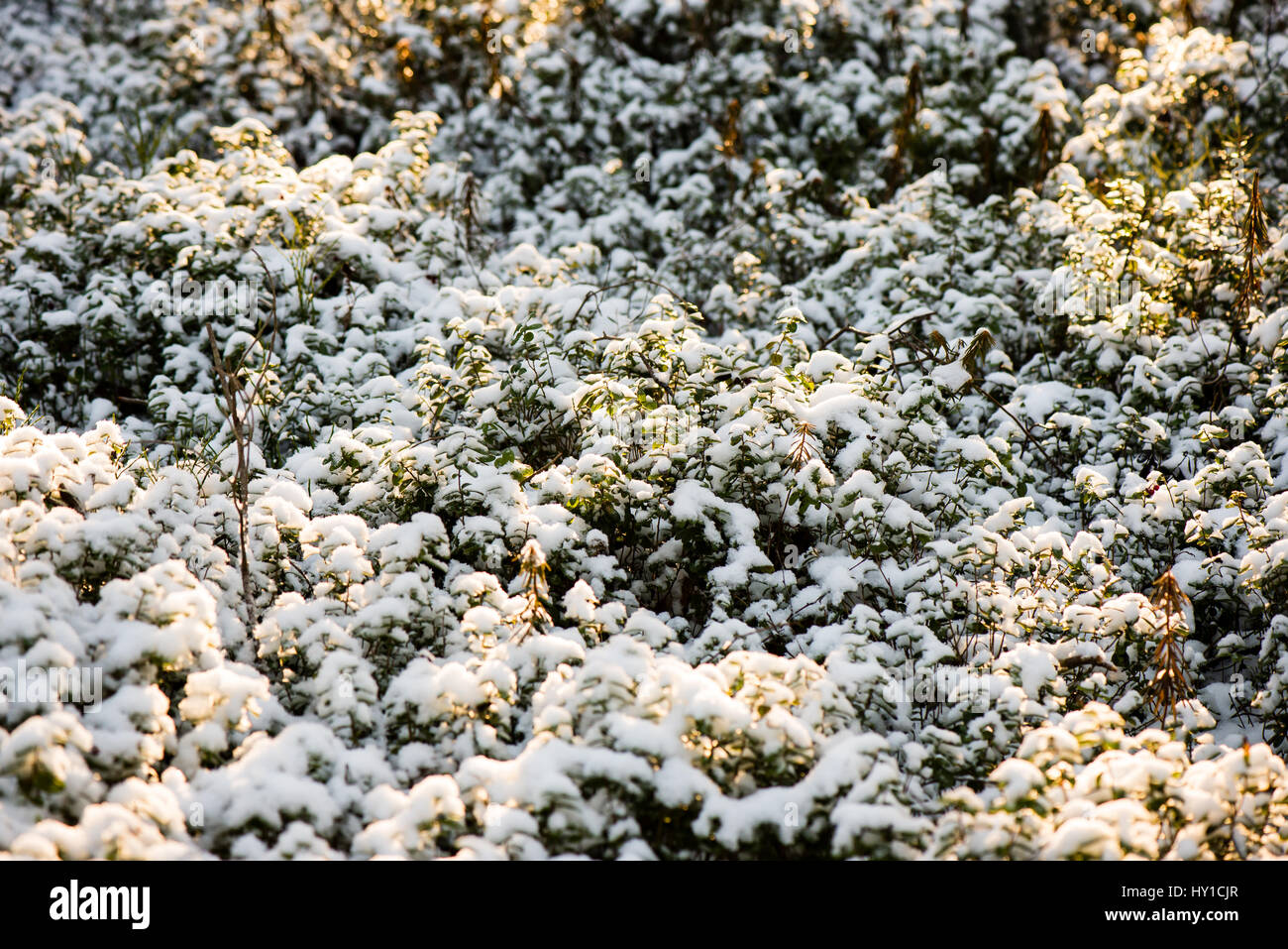 cold morning in the field in winter at countryside with snow and blue ...