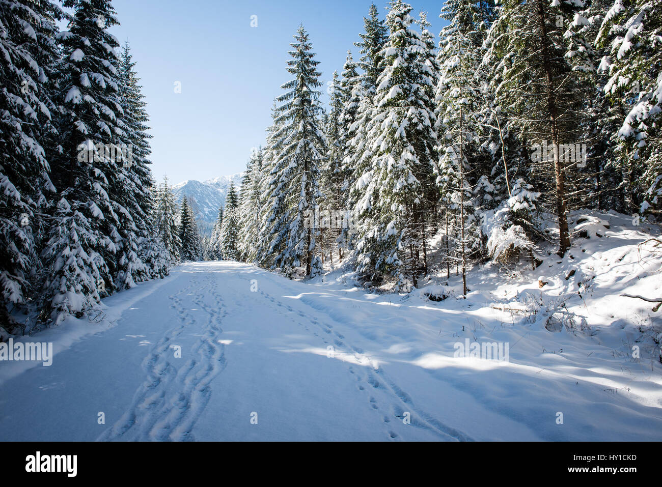 sunny tourist hiking track in winter snow, in western carpathian, tatry ...
