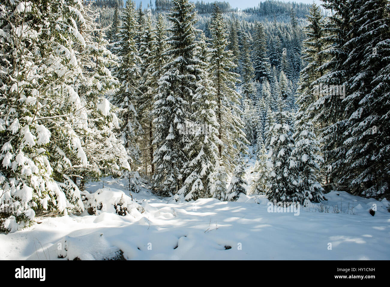 sunny tourist hiking track in winter snow, in western carpathian, tatry ...