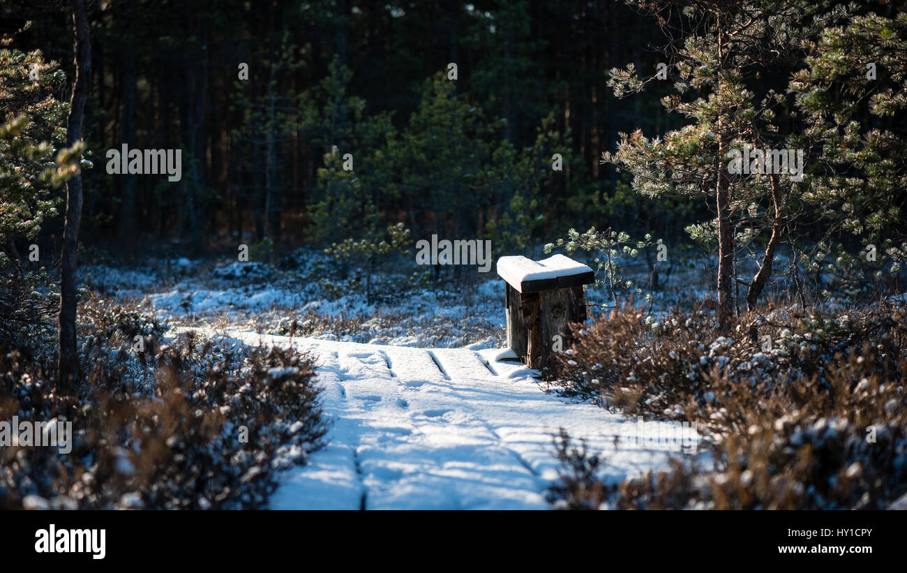 snowy tourist hiking trail in woods in winter. trails in snow Stock ...