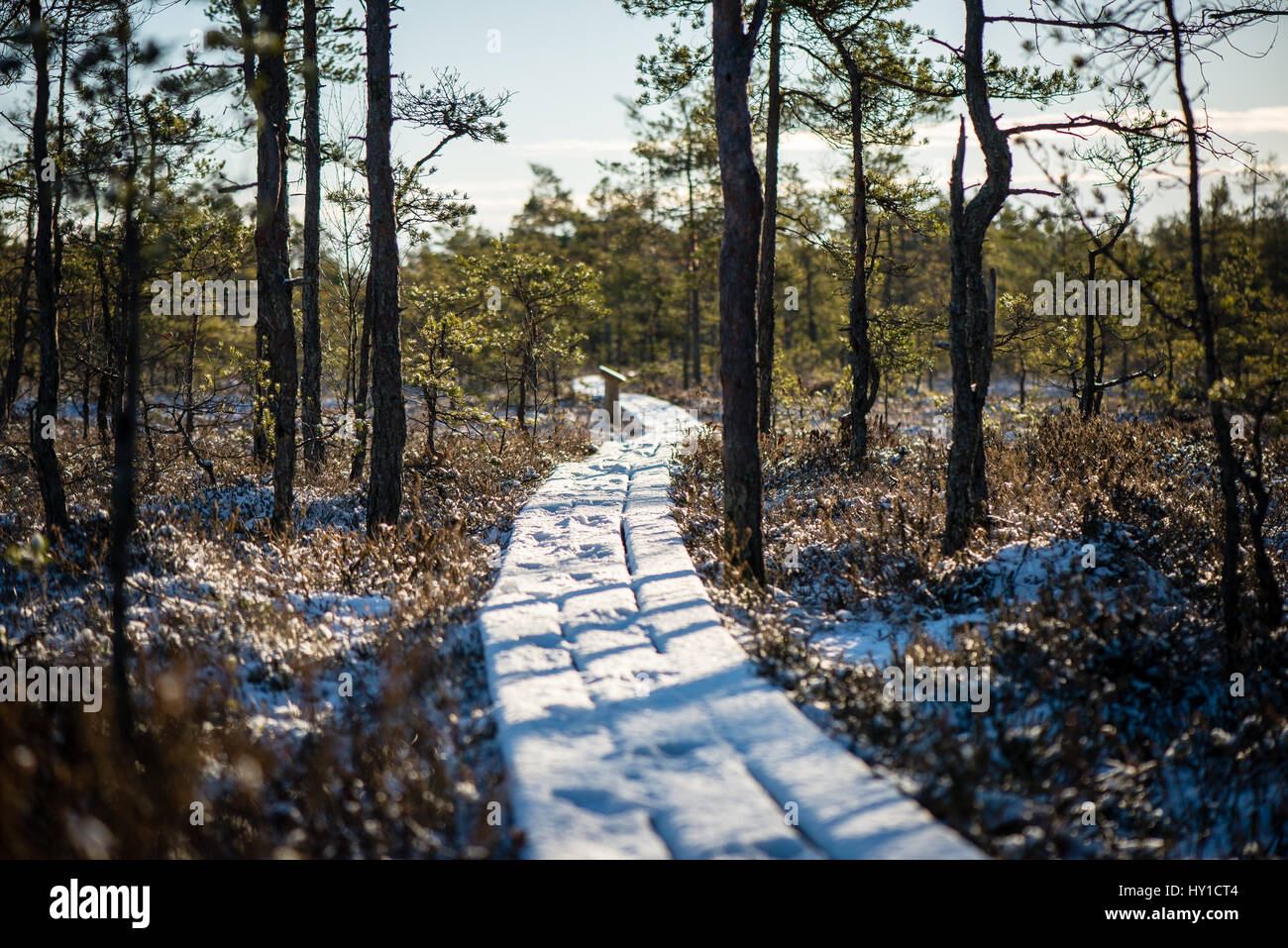snowy tourist hiking trail in woods in winter. trails in snow Stock ...