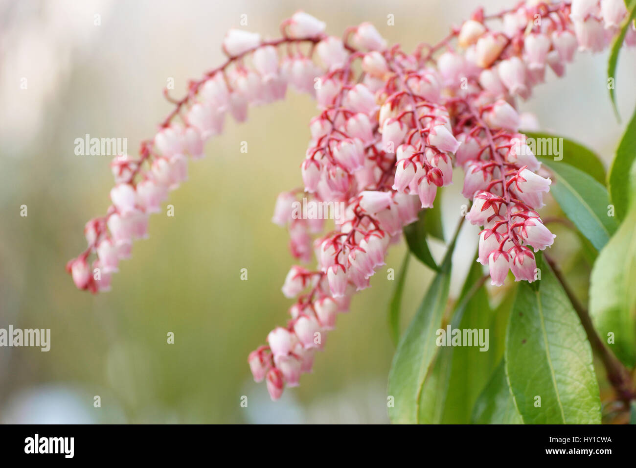 Pieris japonica 'Pink Delight' at Clyne gardens, Swansea, Wales, UK ...
