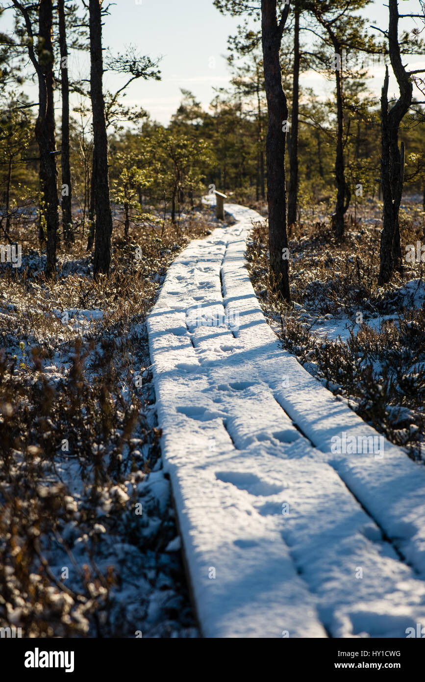 snowy tourist hiking trail in woods in winter. trails in snow Stock ...