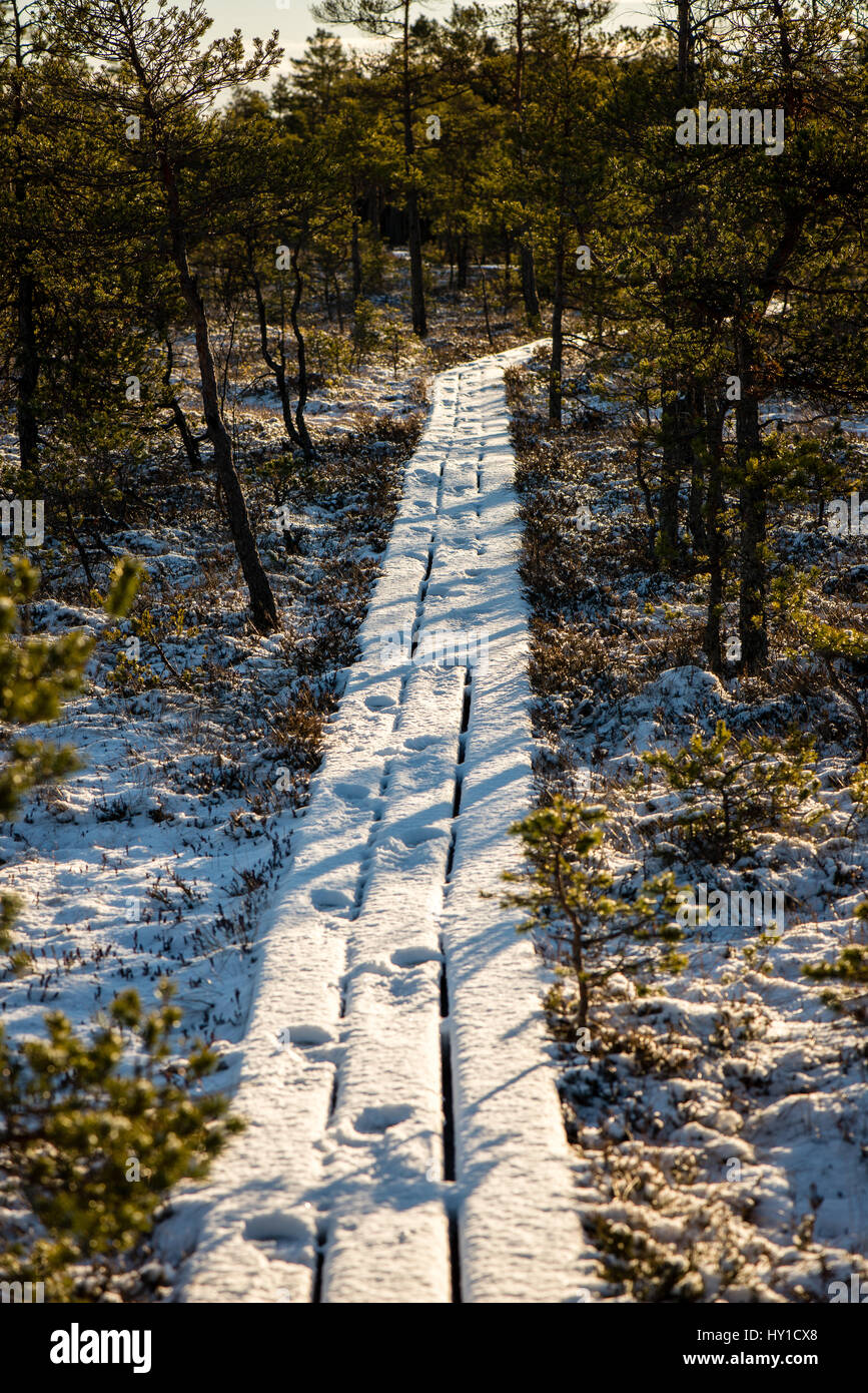 snowy tourist hiking trail in woods in winter. trails in snow Stock ...