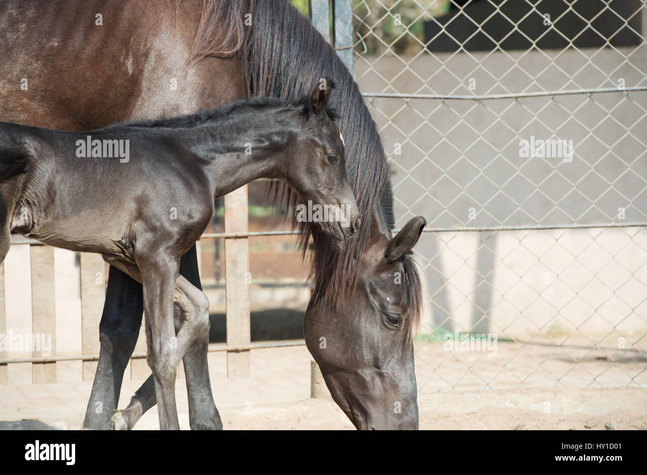 Black Colt High Resolution Stock Photography and Images - Alamy