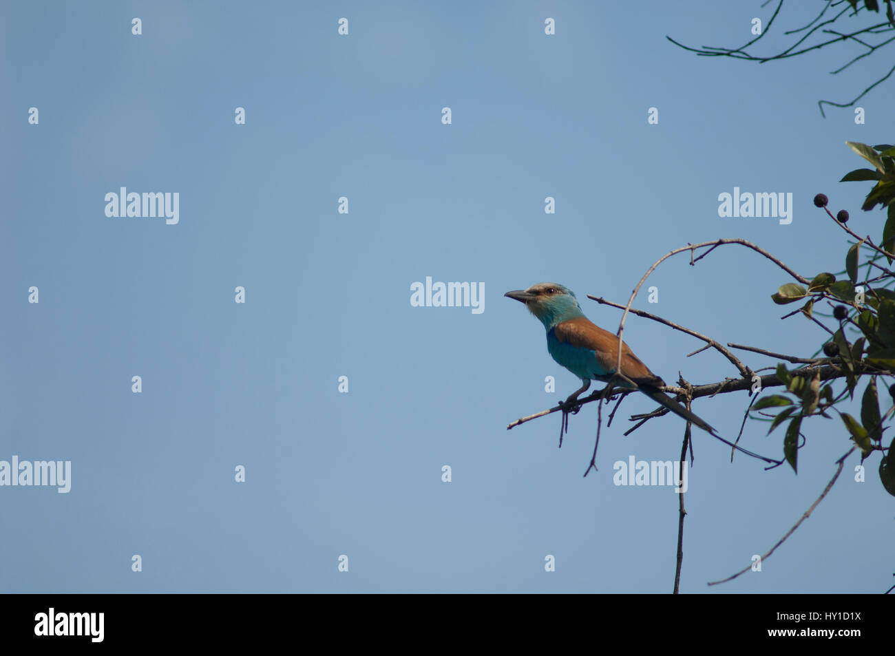 Abyssinian Rollers High Resolution Stock Photography and Images - Alamy
