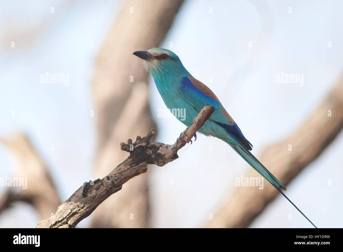 Abyssinian Rollers High Resolution Stock Photography and Images - Alamy