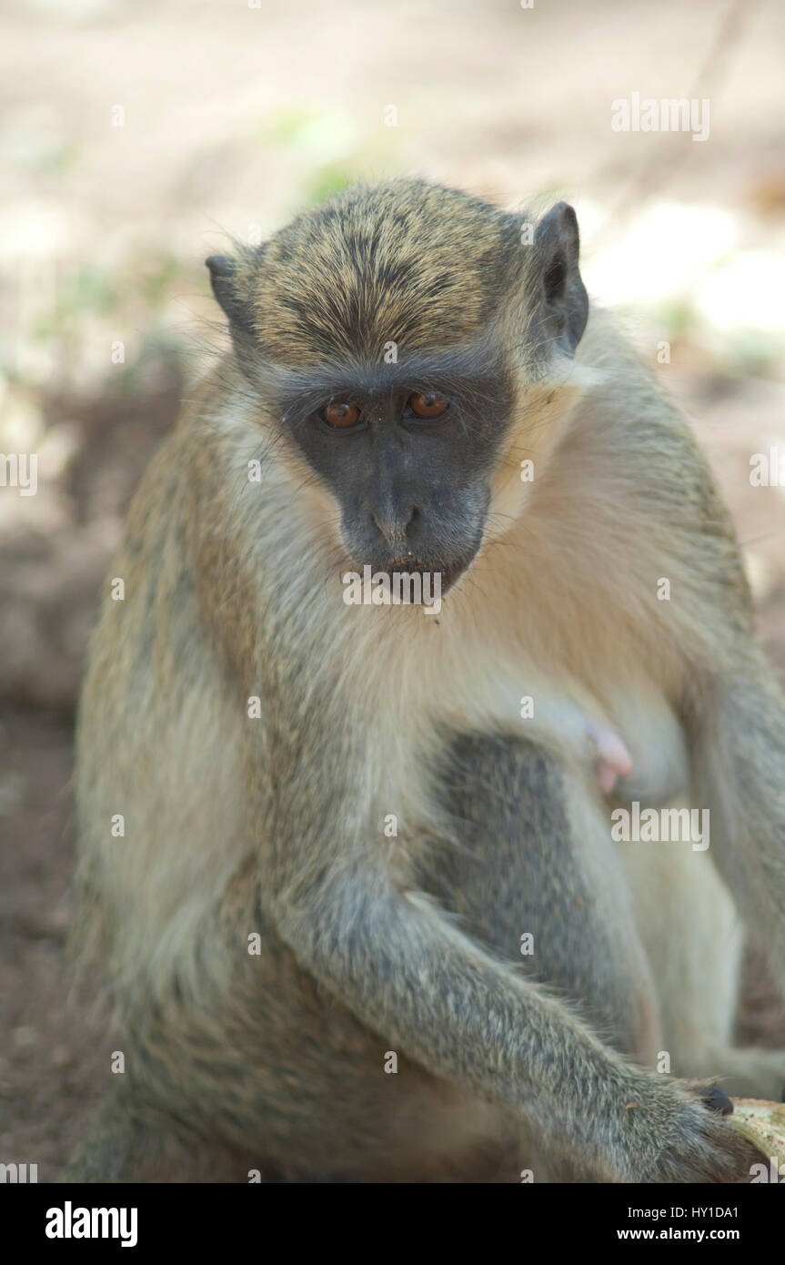 Chlorocebus Sabaeus Stock Photos & Chlorocebus Sabaeus Stock Images - Alamy