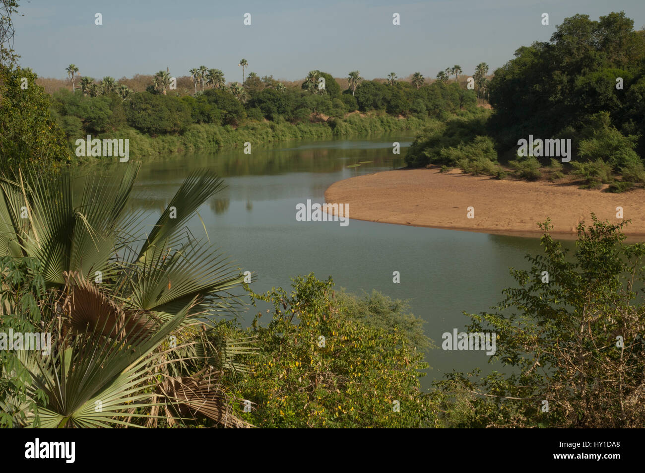 Koba Tree Stock Photos & Koba Tree Stock Images - Alamy