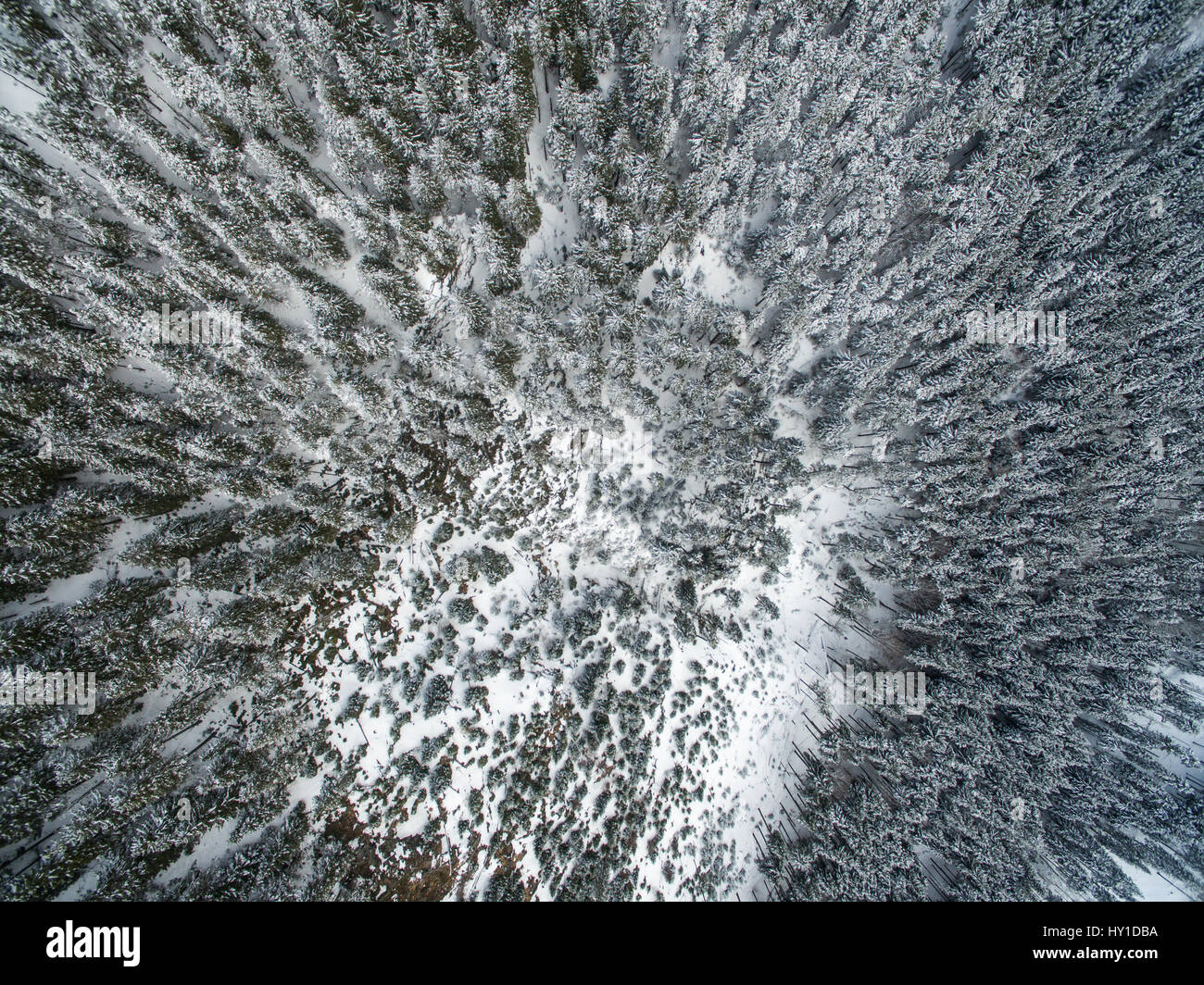 Aerial view of winter forest - trees covered with snow Stock Photo - Alamy