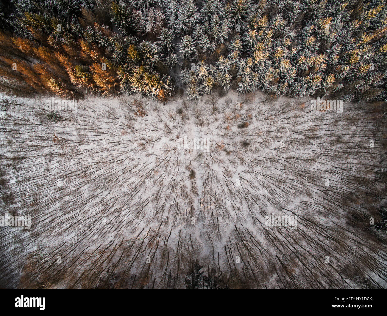 Aerial view of winter forest - trees covered with snow Stock Photo - Alamy