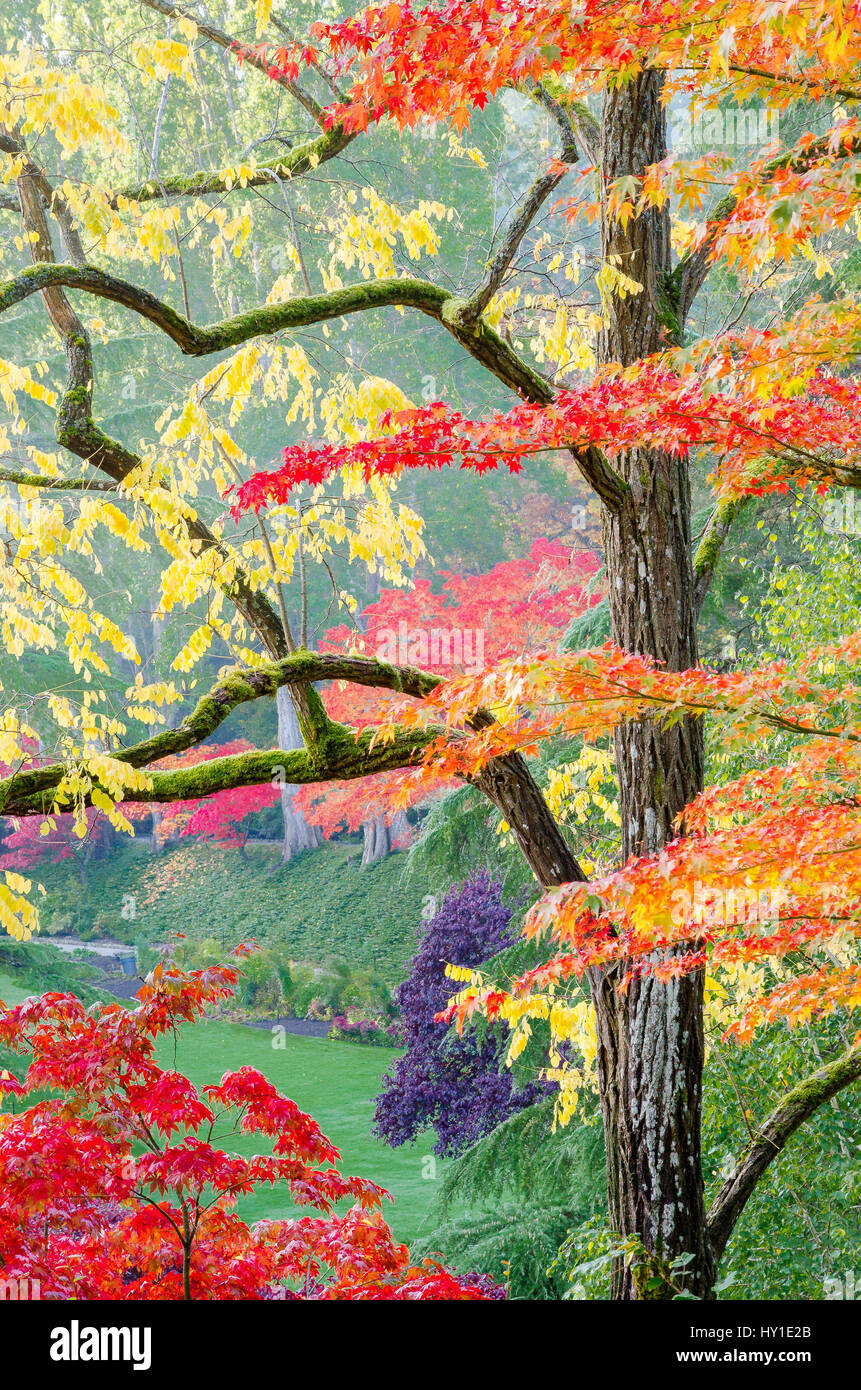 Fall color, Butchart Gardens, Brentwood Bay, Vancouver Island, British ...