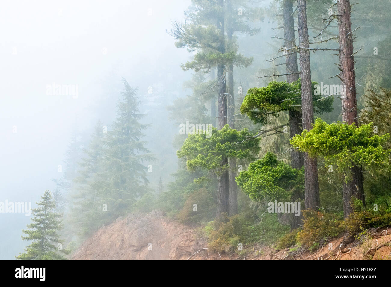 Olympic park trees hi-res stock photography and images - Alamy
