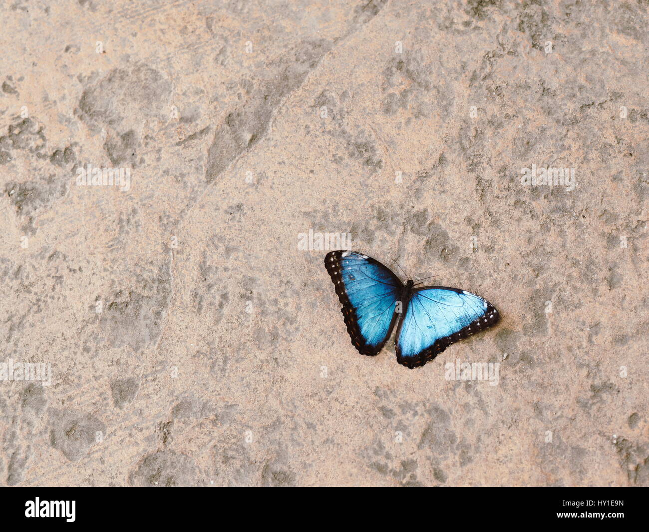 Close-up of a butterfly. High angle view Stock Photo - Alamy