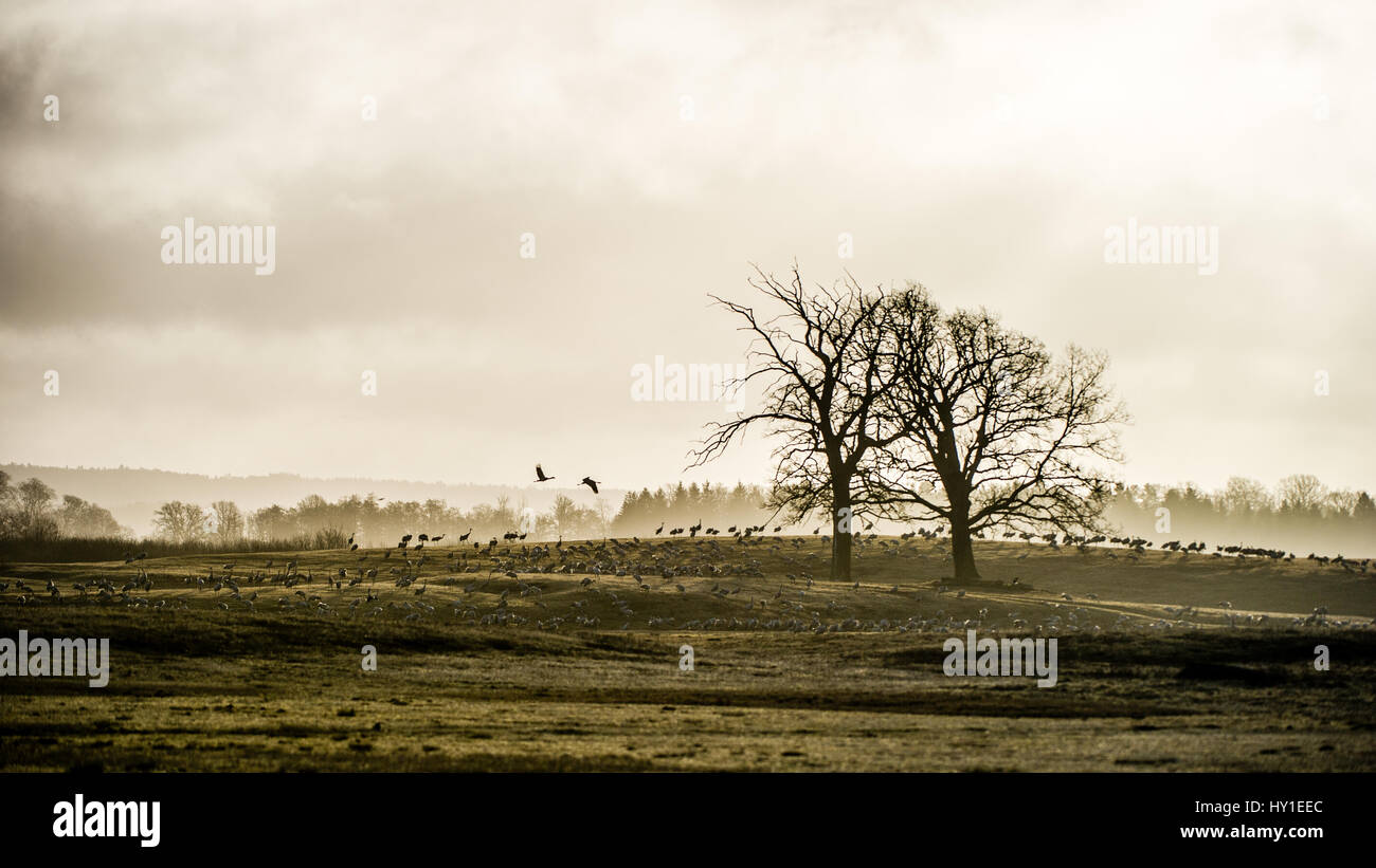 Crane Dance at Horborgasjon with two flying cranes in the morning mist ...
